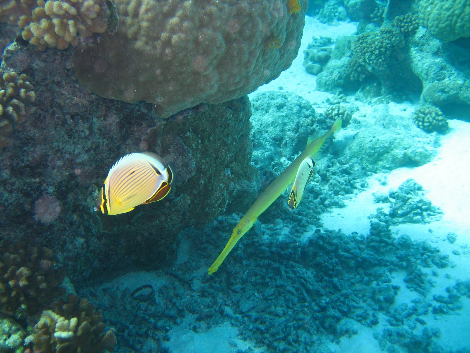 travesia por oceania: Viendo peces en su habitat