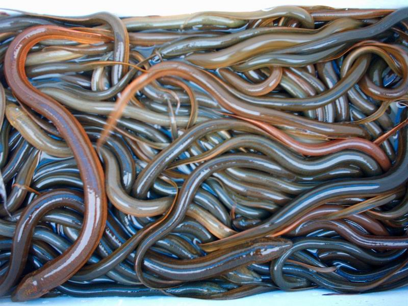 businessonline: Eel Farming