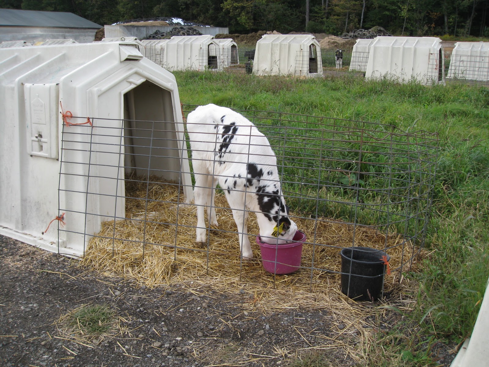 During a recent farm visit I took the opportunity to check out the ...