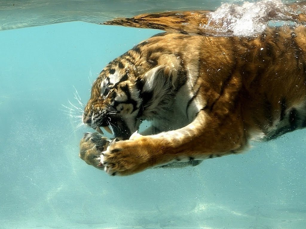 Tiger Diving | Top Desktop No.1
