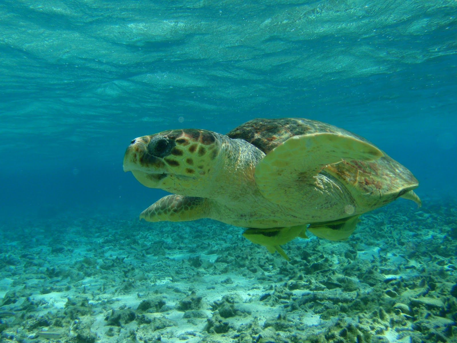 NEC Belize: Spotlight: Turtles