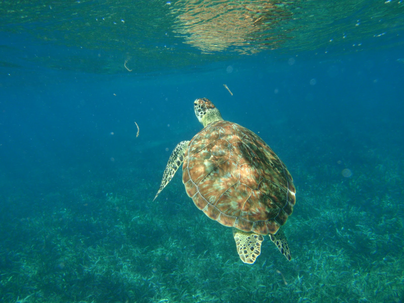 NEC Belize: Spotlight: Turtles