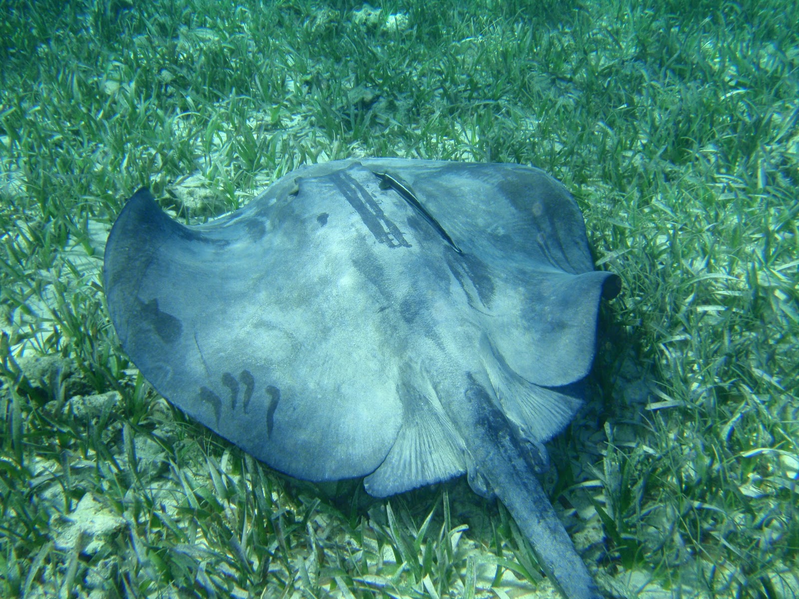 NEC Belize: Spotlight: Rays