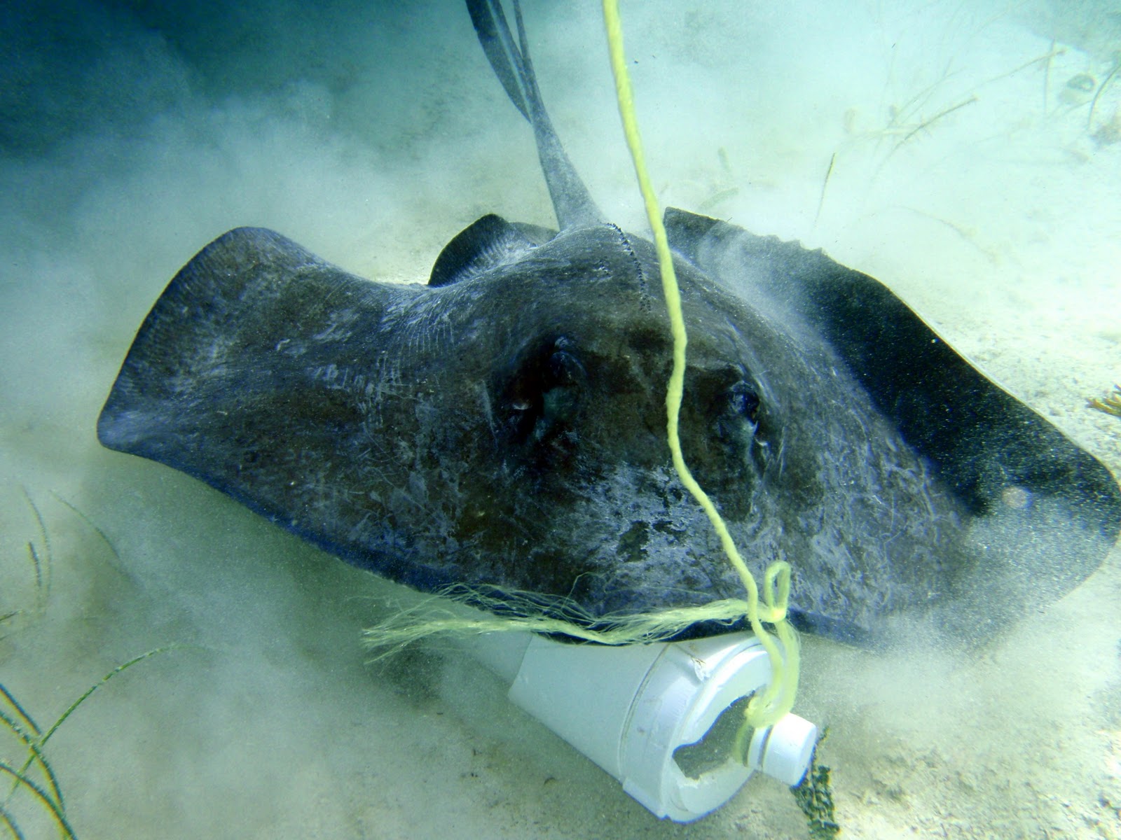 NEC Belize: Spotlight: Rays