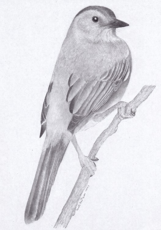 Art By Nic Mac: Drawing - Gray Catbird