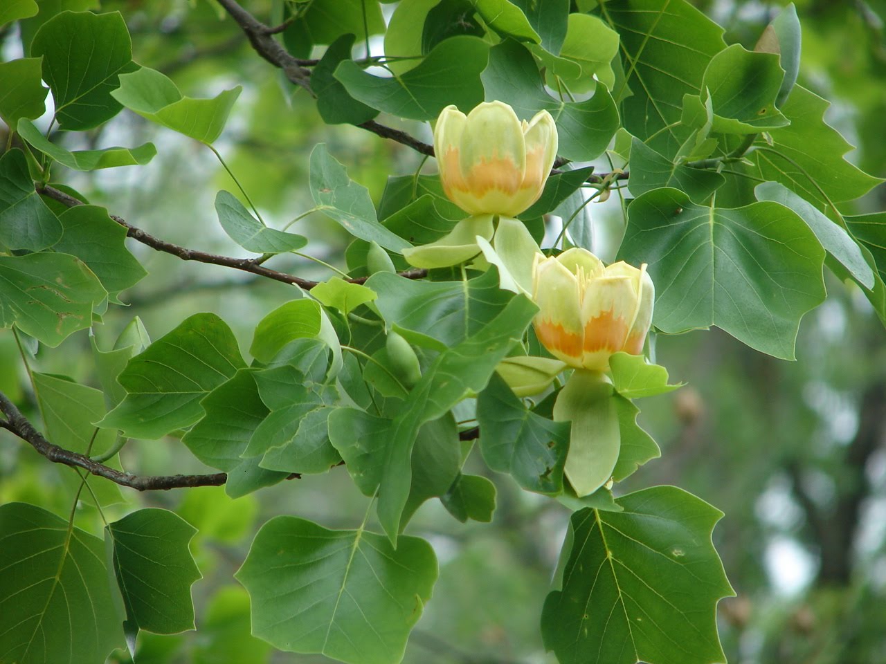 GardenRambler: Tulip tree or tulip poplar