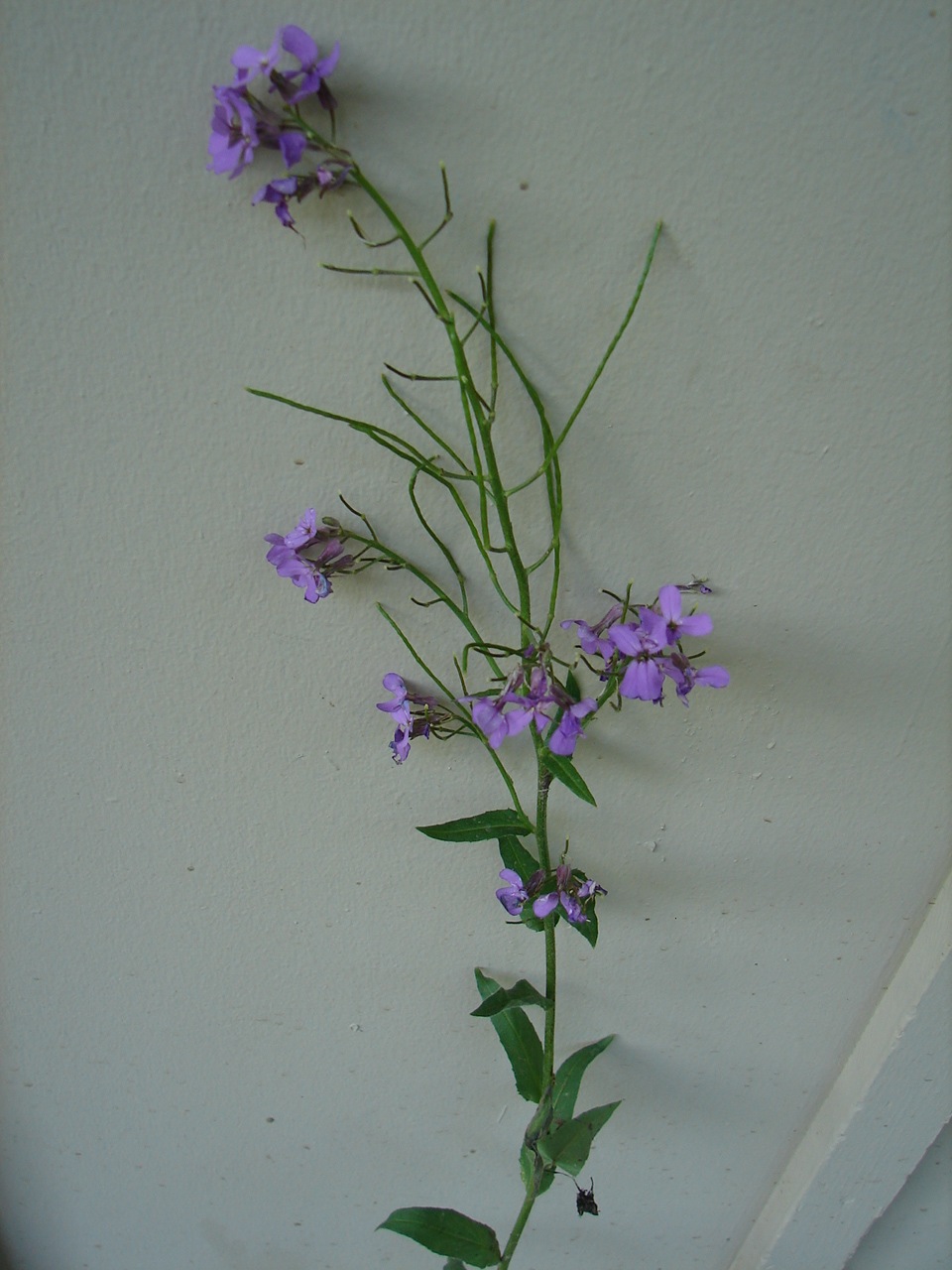 GardenRambler: Misidentified mystery plant: not Dame's Rocket - it's ...
