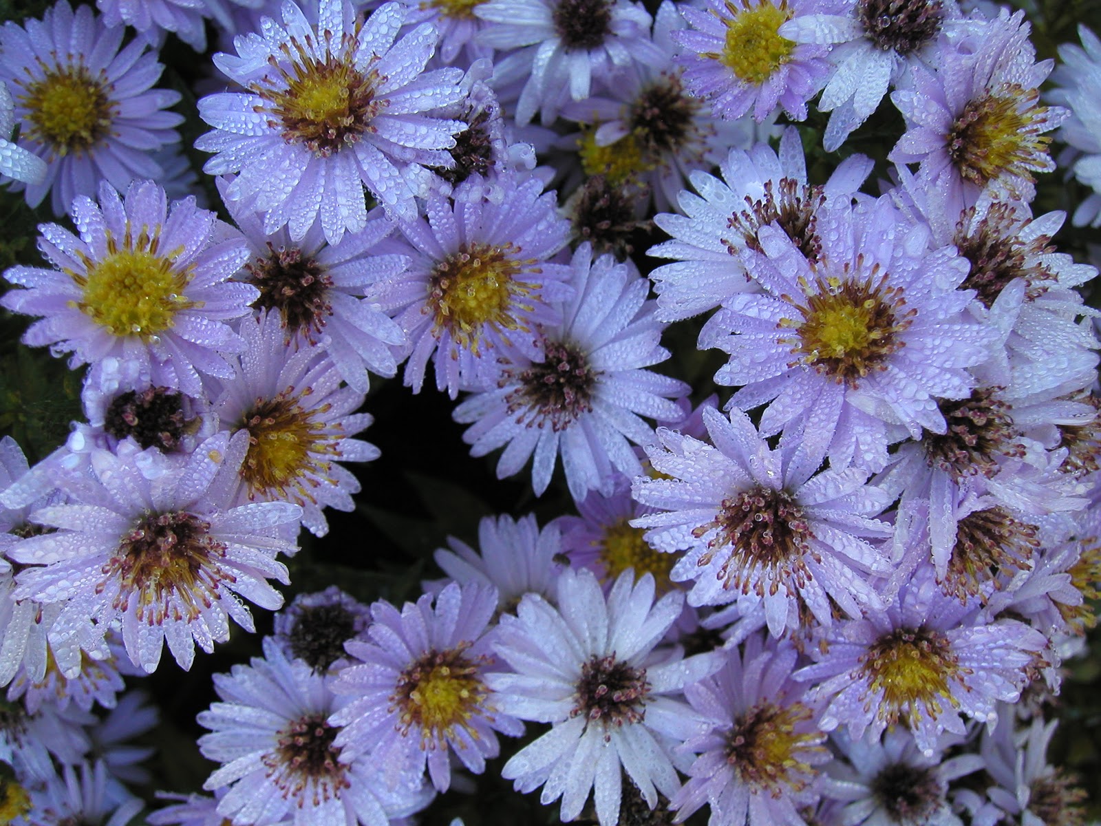 Northwest Garden Guide: Asters.....fall's last hurrah..