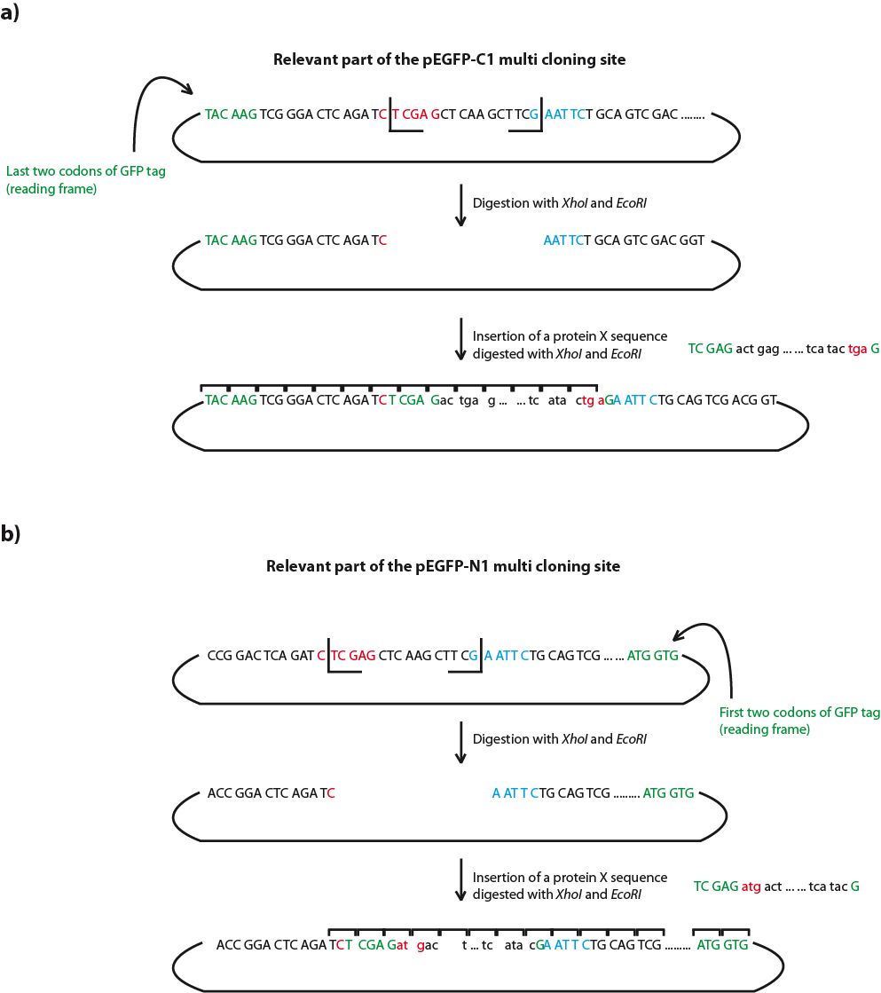 BioFreaks Biochemistry Blog (v.Beta): GGS LIVE - Making a fusion protein