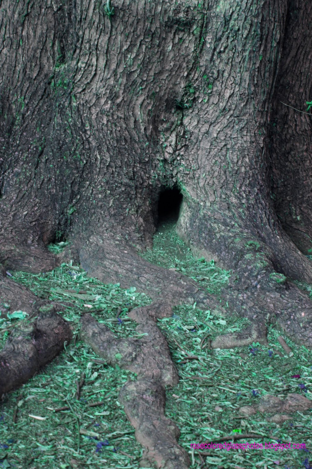 Alice's Rabbit Hole?