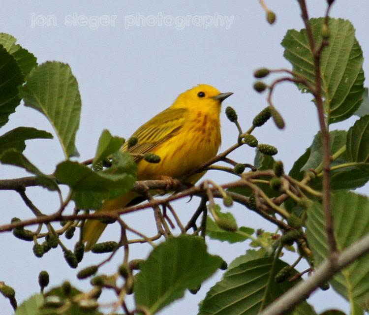 Northern Illinois Birder: Yellow Warblers