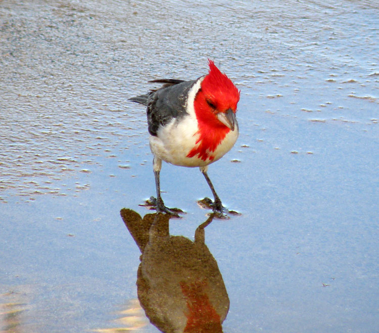 Northern Illinois Birder: Red-crested Cardinal