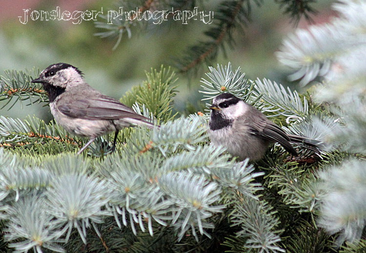 Northern Illinois Birder: Mountain Chickadee & Black-capped Chickadee