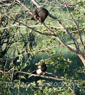 Northern Illinois Birder: Black-billed Magpie and American Crow