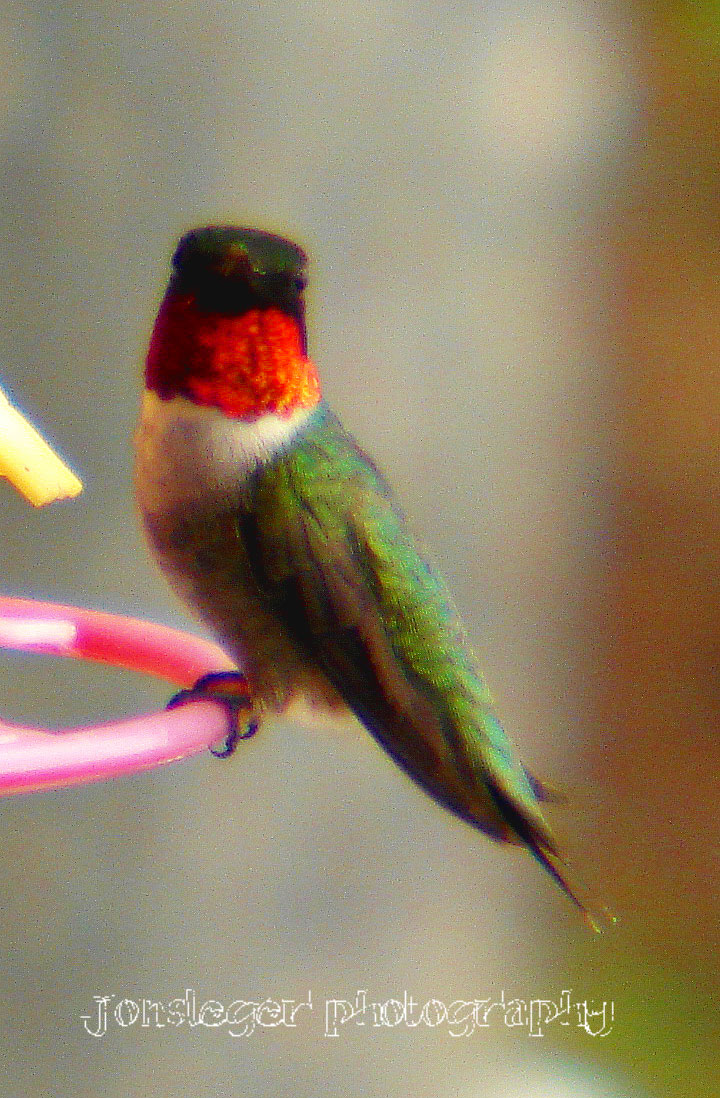 Northern Illinois Birder: Ruby-throated Hummingbird