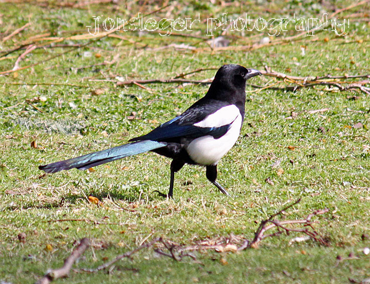 Northern Illinois Birder: Eurasian Magpie and Magpie Lore