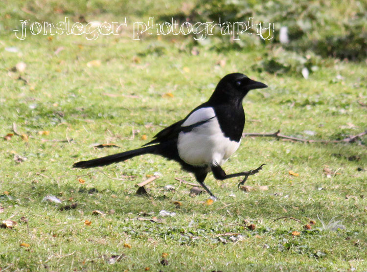Northern Illinois Birder: Eurasian Magpie and Magpie Lore