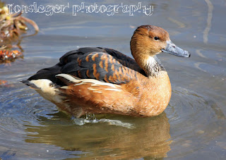 Northern Illinois Birder: Fulvous Whistling or Tree Duck and Black ...