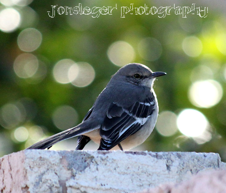 Northern Illinois Birder: Tropical Mockingbird, Northern Mockingbird ...