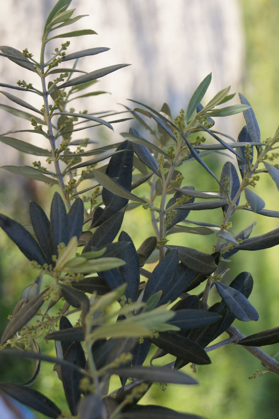 Life on an Italian olive grove: Olive Tree - Budding Flowers