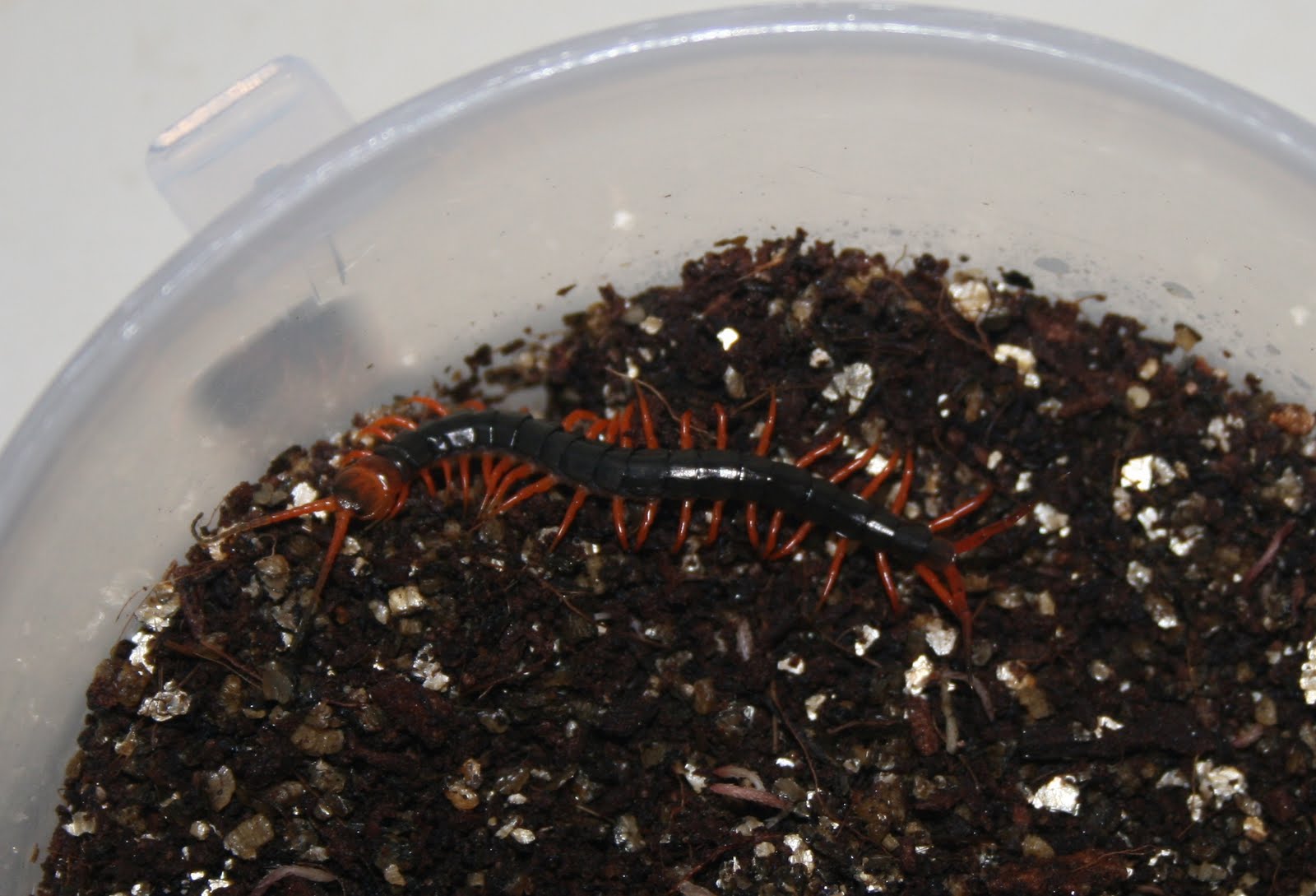 Scolopendra Pics (Large pic warning) | Reptile Forums