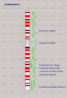 LMC: Cromosomas - Traslocación estructural