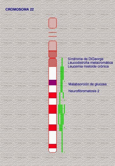 LMC: Cromosomas - Traslocación estructural
