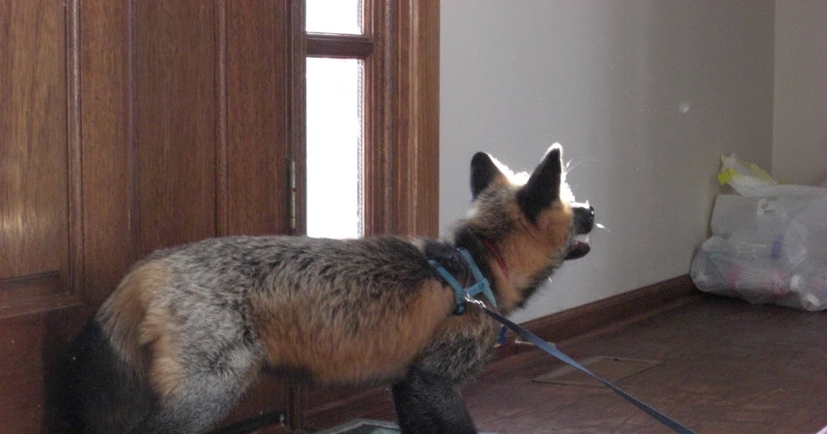 The Pet Fox: Mud Bath