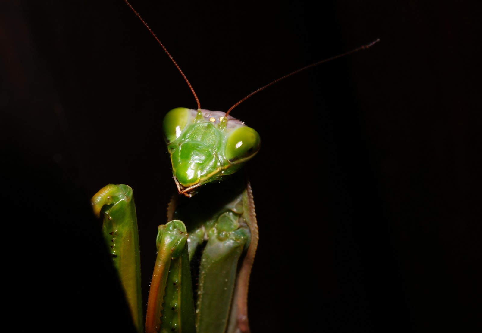 insects: Navadna bogomolka-Mantis religiosa