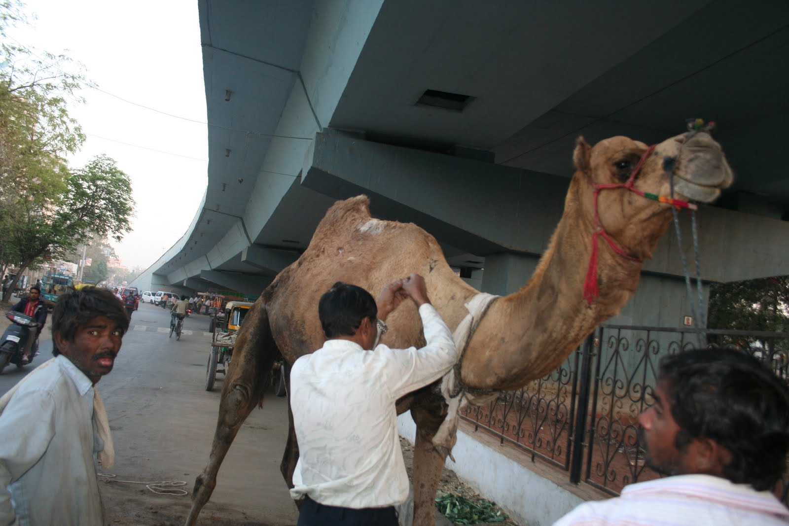 ASHA animals foundation: injured camels