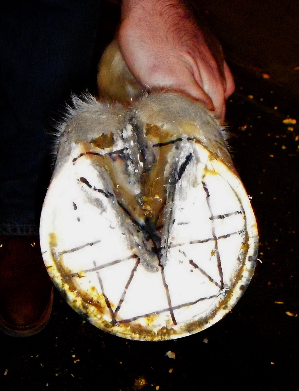 Fran Jurga`s Hoofcare + Lameness: Hoof Balance Perspective: Duckett and ...