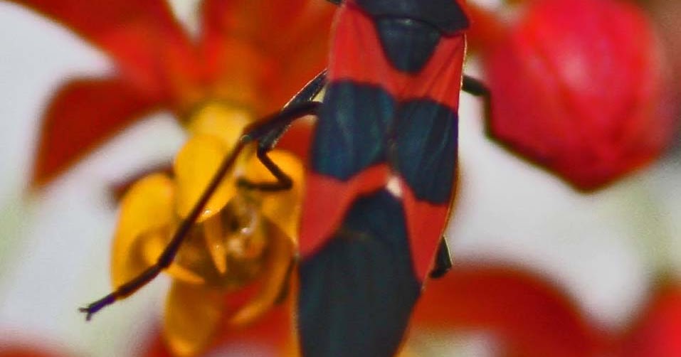 My Monarch Guide Monarch Butterfly Milkweed Mania Milkweed Bugs