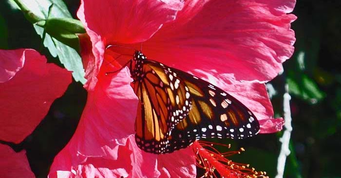 My Monarch Guide Monarch Butterfly Milkweed Mania Tools And Supplies