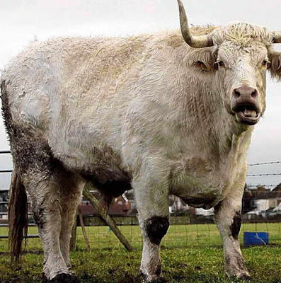 Bienvenidos a WEBEBRIO-EBRIO: Vaca ‘más grande de lo normal’