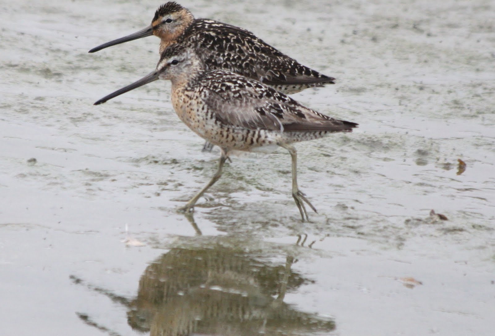 Green Birding (and Nature) in Central California: The Shorebirds Are Back!
