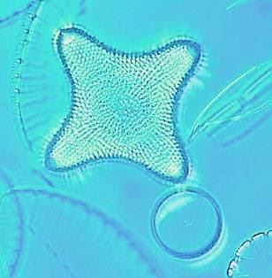 Microbiologia Marina: EL MAR