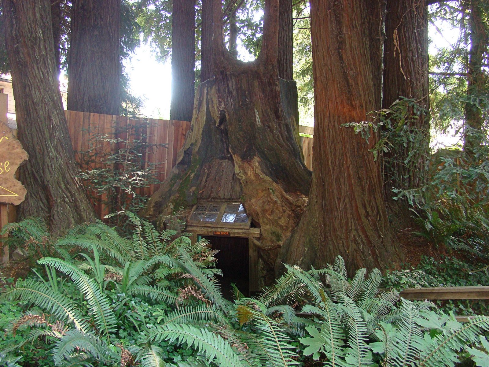 Reisverslag Amerika 2010: Dag 20: Avenue of the Giants (1)