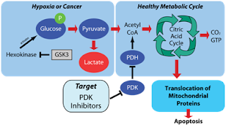 Medical Science Journal: PYRUVATE DEHYDROGENASE KINASE (PDK) AS A ...