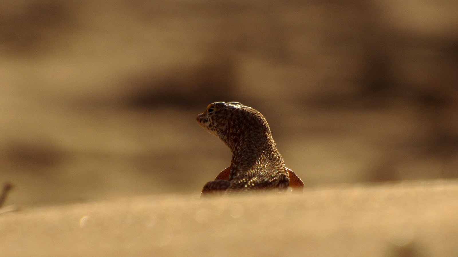 Kiran’s World of Photography: White-spotted Lizard (Acanthodactylus ...