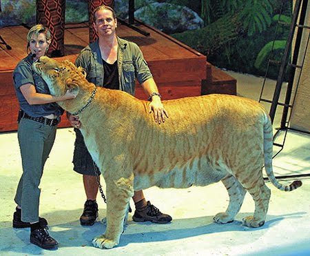 Photos of the world's largest tiger | pictures&photos