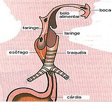 Sistema Digestivo: Faringe