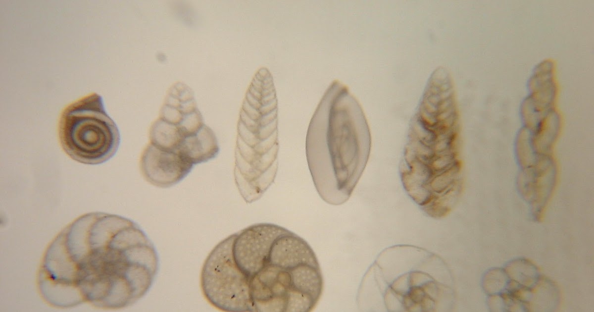 O mundo dos Foraminíferos : Foraminíferos e suas carapaças.