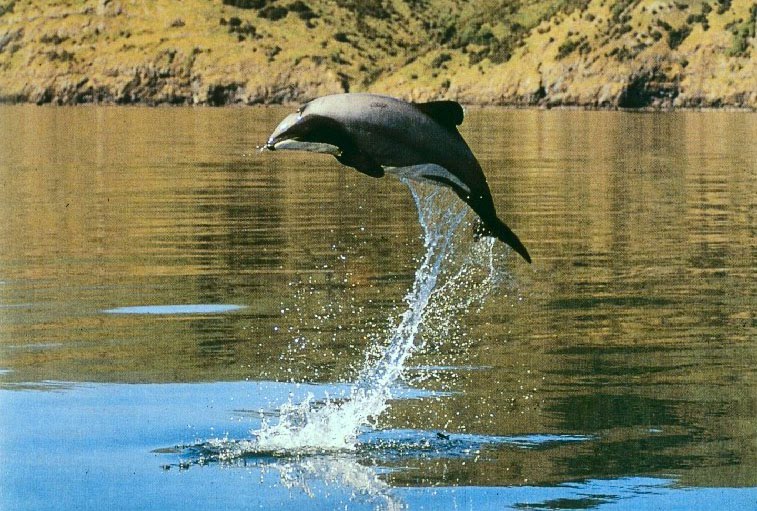 Tales from New Zealand: The smallest dolphins in the world