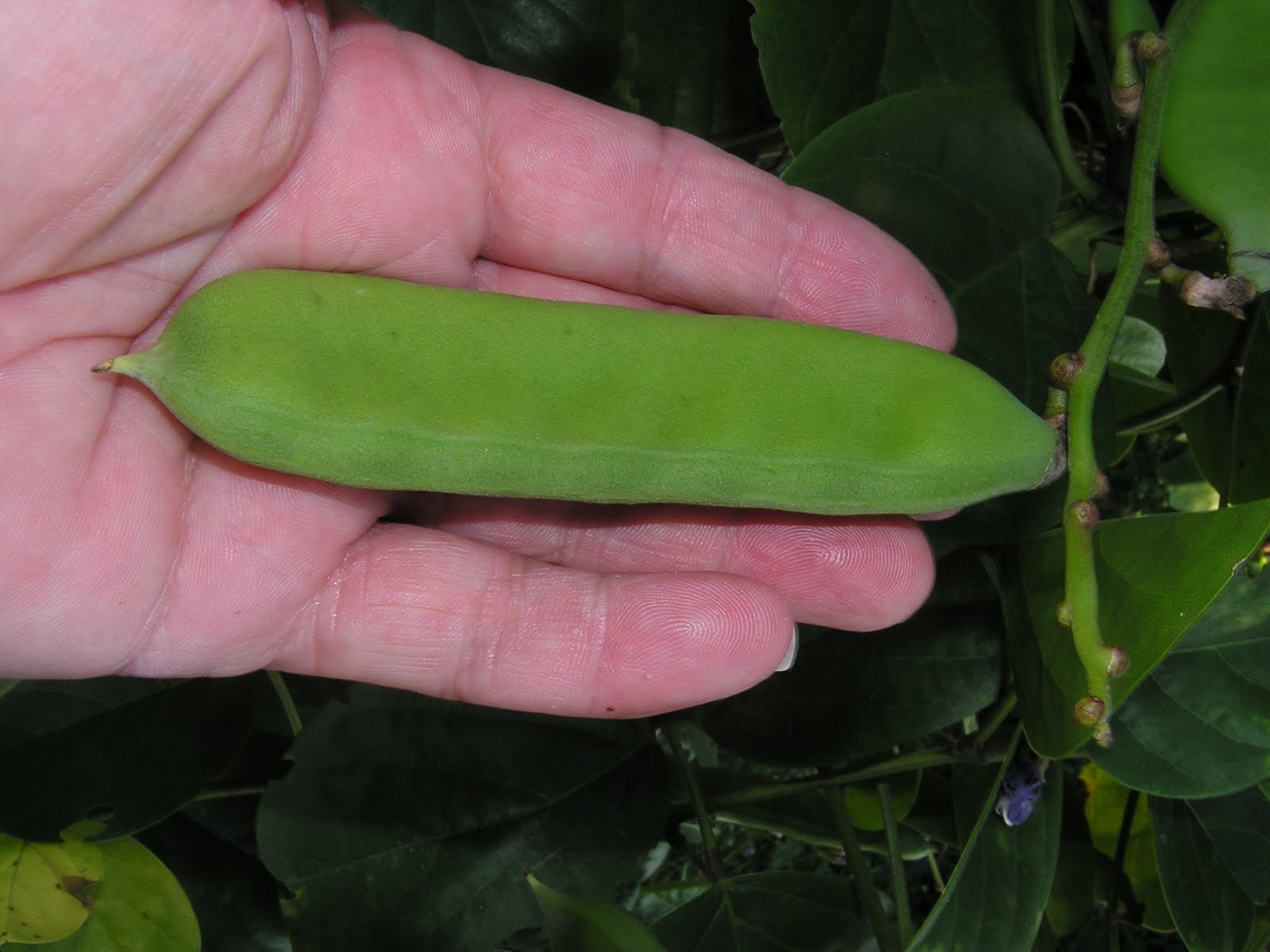 John Starnes' Urban Farm: Edible Florida Native "Beach Bean" seeds for sale