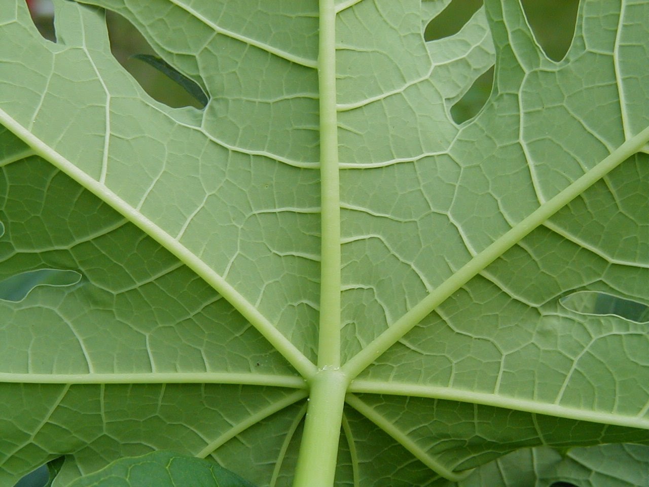 John Starnes' Urban Farm: What a Wonderfully Wet Weekend