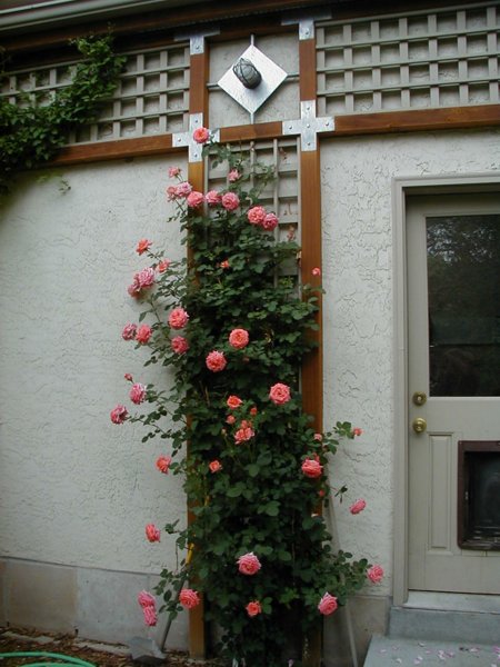 ROSEGASMS: Cold Hardy Climbing Roses