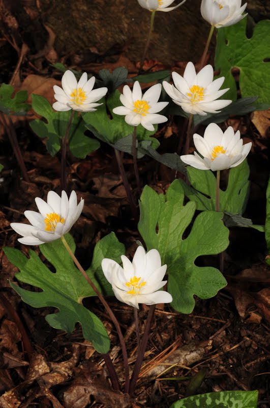 Wildflower Ecology: Bloodroot in bloom