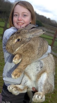 PC1/4MAMEAW: The Biggest Rabbit in the World