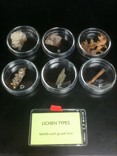 Teaching Internship in Biology: Lab 7 – Lichens and the Environment