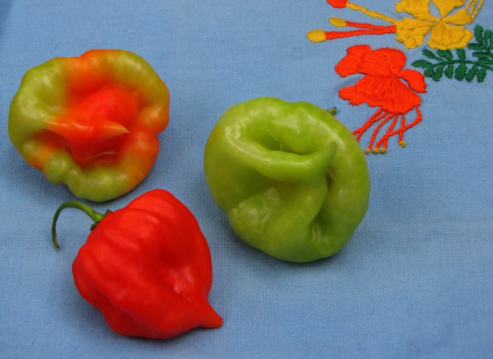 dear little water: aji dulce